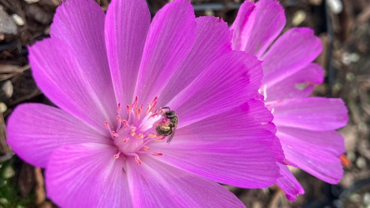 Lewisia rediviva - Sevenoaks Native Nursery